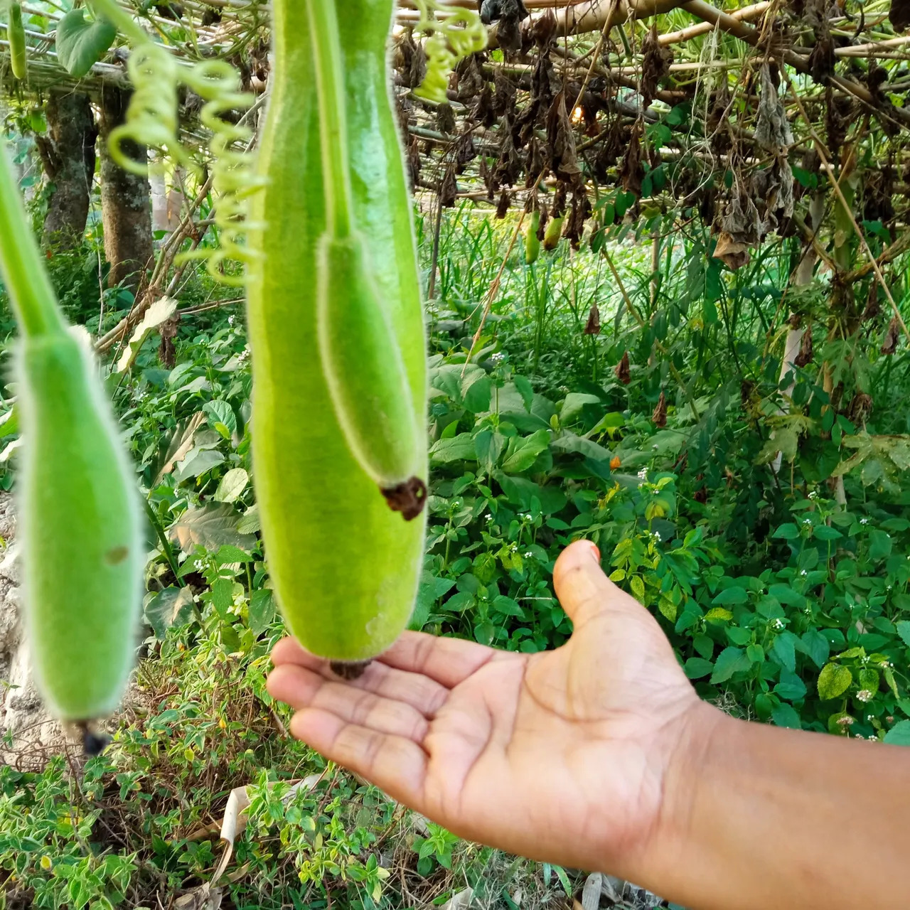 Cultivation of gourds in the village house - my wonderful feeling