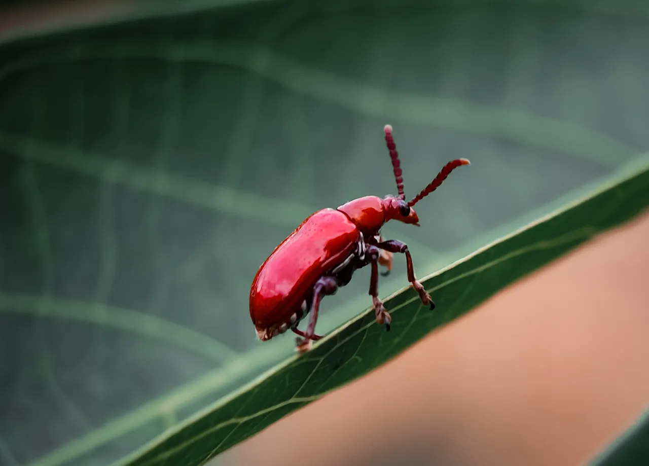 "Intimate Portrait of the Red Bug"