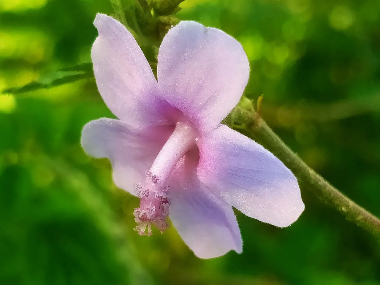 Potrait of Pulutan (Urena lobata)