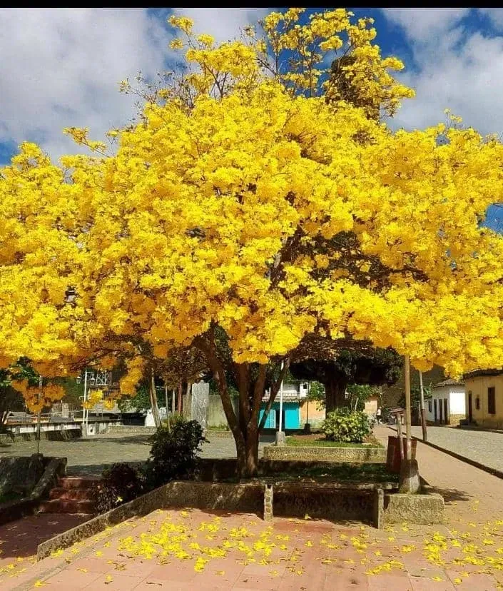 Más que un símbolo natural una obra de arte hecha por dios digna de...