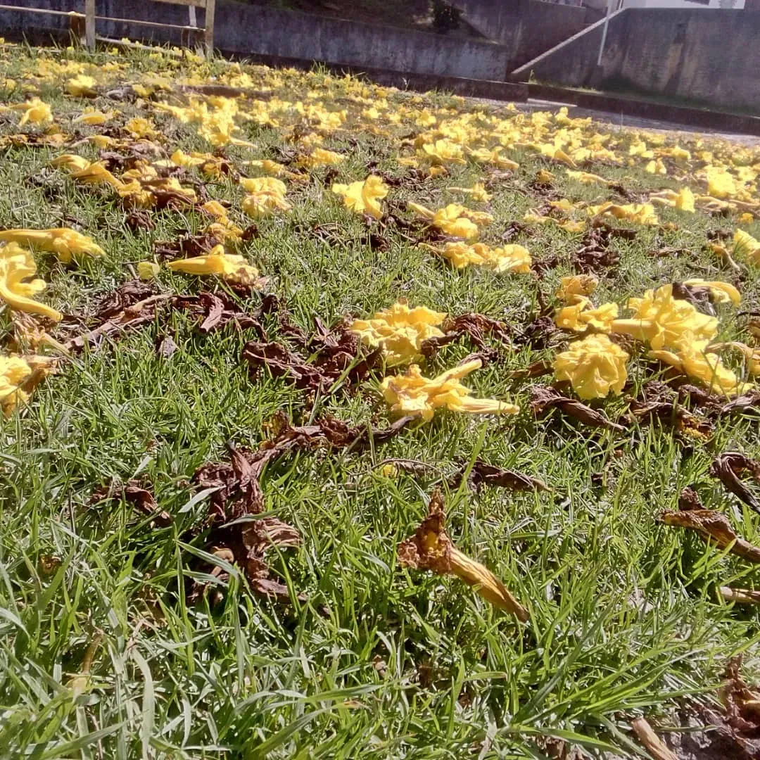 Más que un símbolo natural una obra de arte hecha por dios digna de...