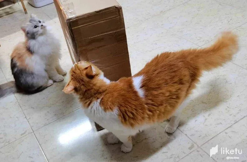 😻 Roro, Royce, and the Rise of the Majestic Cat Tree 😻