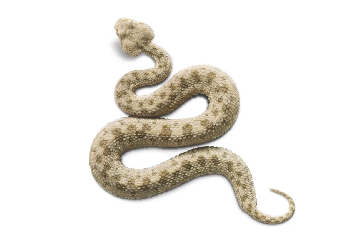 How Are Snakes Able To Move In A Straight Line? (And What Can We Le...