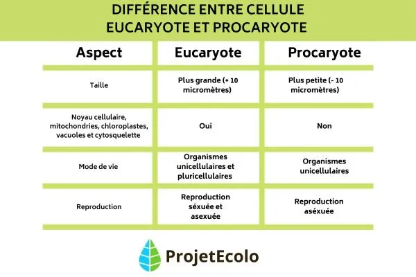 Cellules Procaryotes Vs Eucaryotes