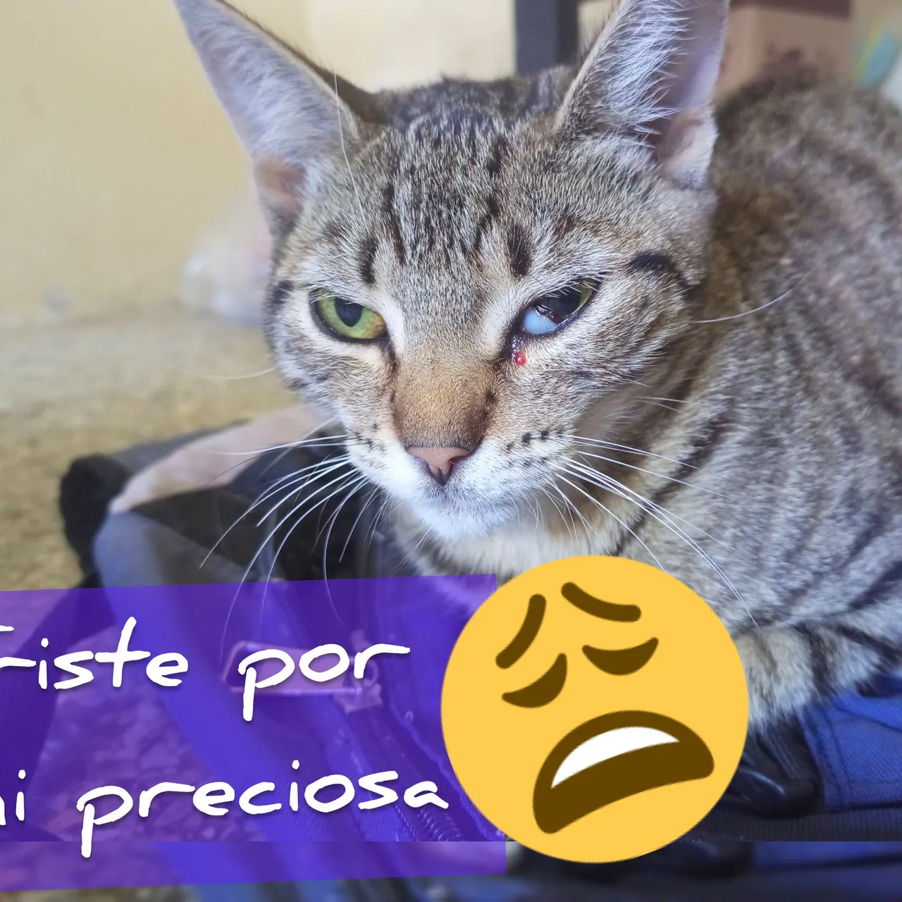 Triste por mi gata Preciosa 😢🥺 | Herida en el ojo (Esp/Eng)