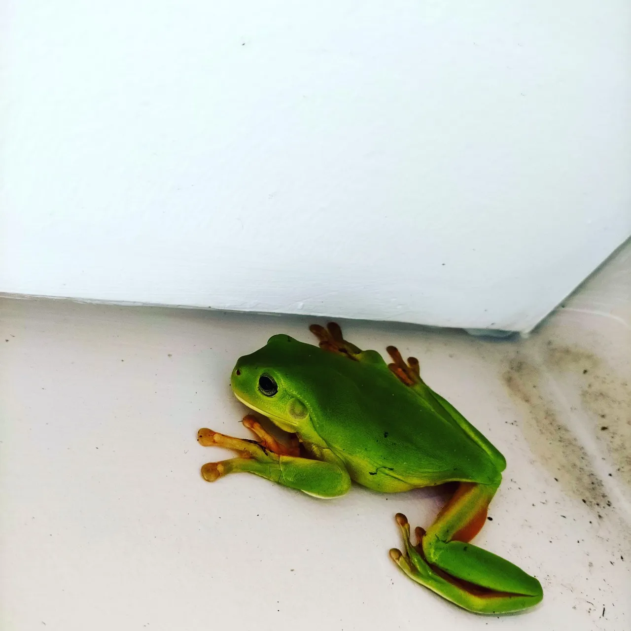 Family of frogs living at our house.