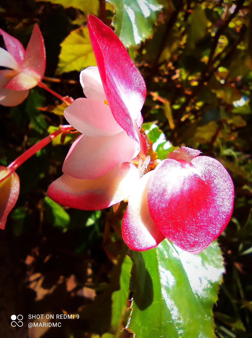 [ESP-ING] LAS FLORES DEL CENTRO COMERCIAL // THE FLOWERS OF THE MA...