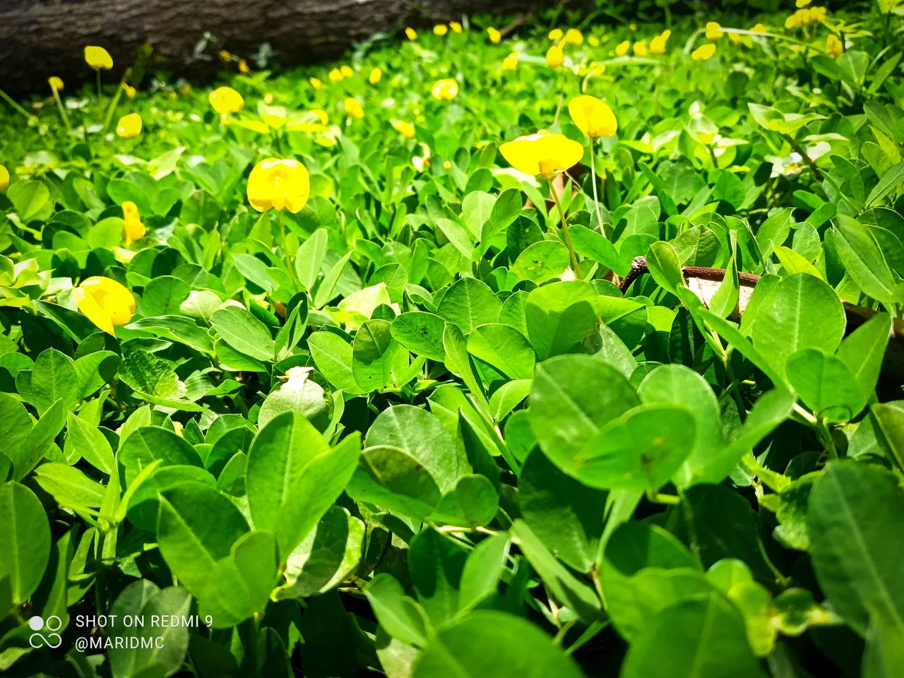 [ESP-ING] LAS FLORES DEL CENTRO COMERCIAL // THE FLOWERS OF THE MA...