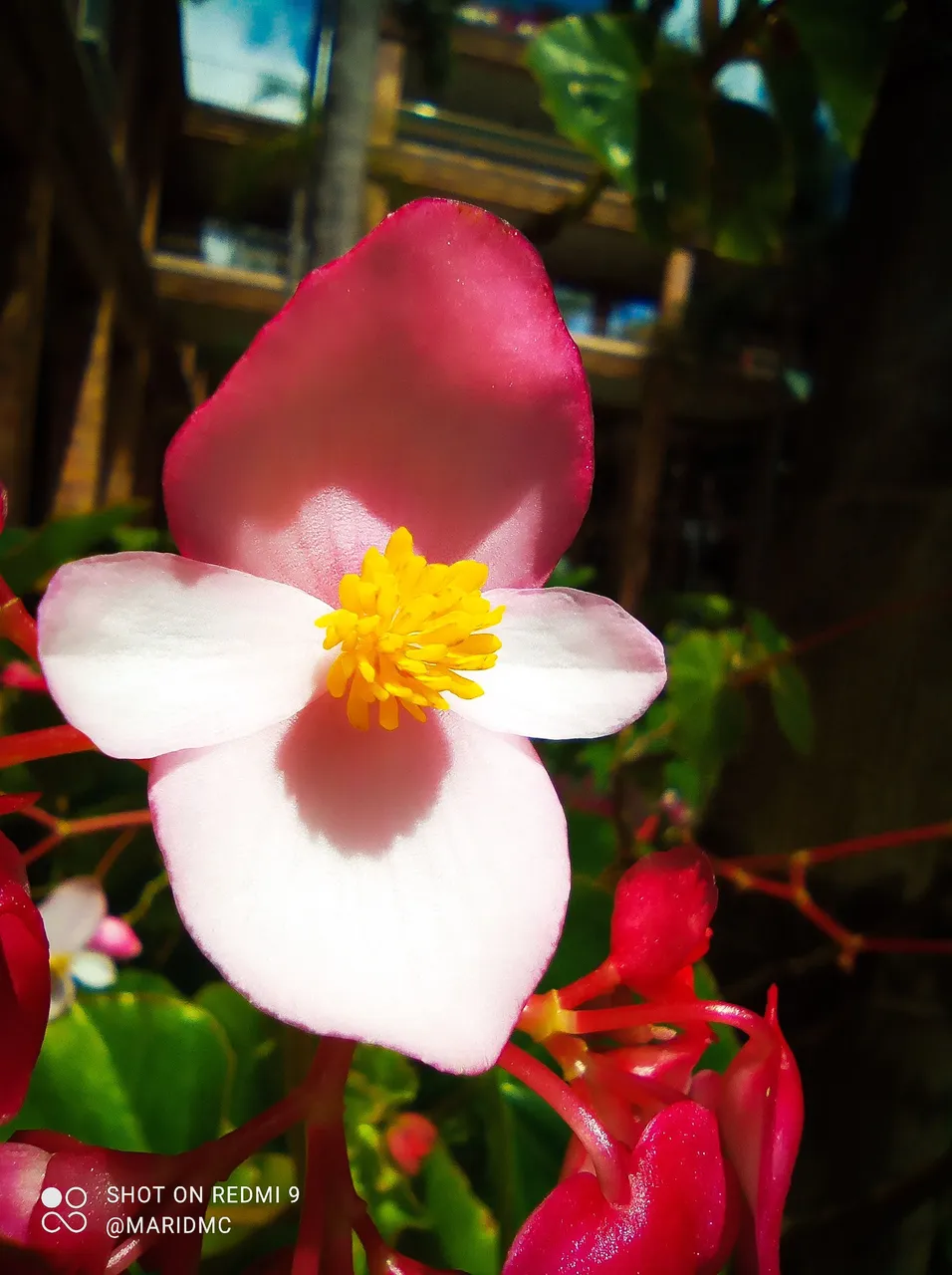 [ESP-ING] LAS FLORES DEL CENTRO COMERCIAL // THE FLOWERS OF THE MA...