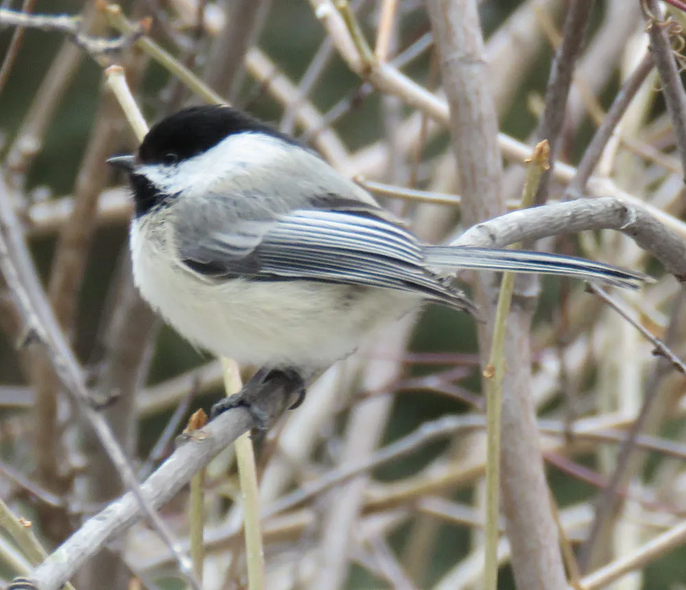 Wednesday Walk - Winter Hanging On Causing Flocks of Birds to Come ...