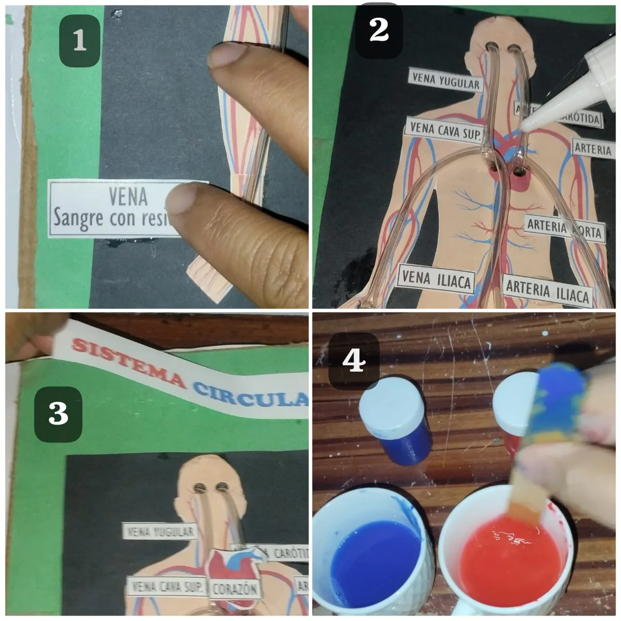 DIY: Maqueta del Sistema Circulatorio / DIY: Model of the Circulato...