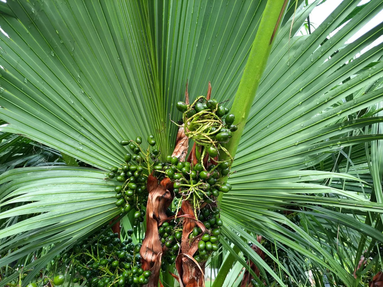 A few photographs of Chinese fan palm trees