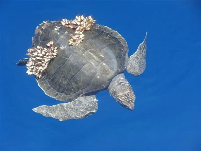 How to Deal with People Who Are Barnacles in Your Life
