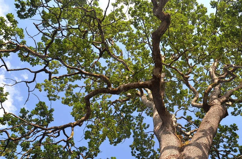 Protect our trees: Garry Oaks - Puget Sound Ecosystems