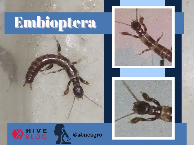 El extraño mundo de los embiópteros