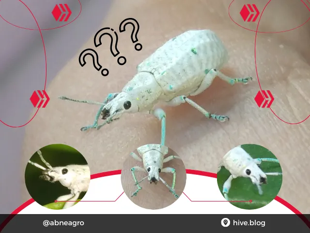 La originalidad en un escarabajo del género Compsus (familia Curcul...