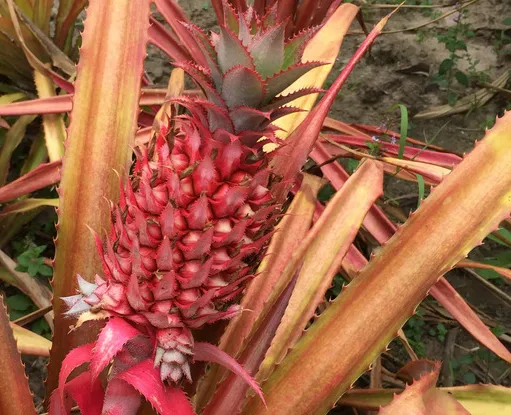 Thought Provoking Photos from my Travels 🍍