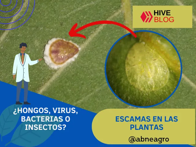 Presencia de "escamas" en las hojas de las plantas | ¿Son microorga...