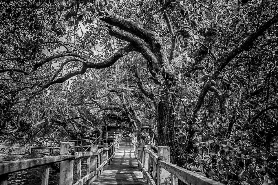Mangrove Tree Park in Black and White