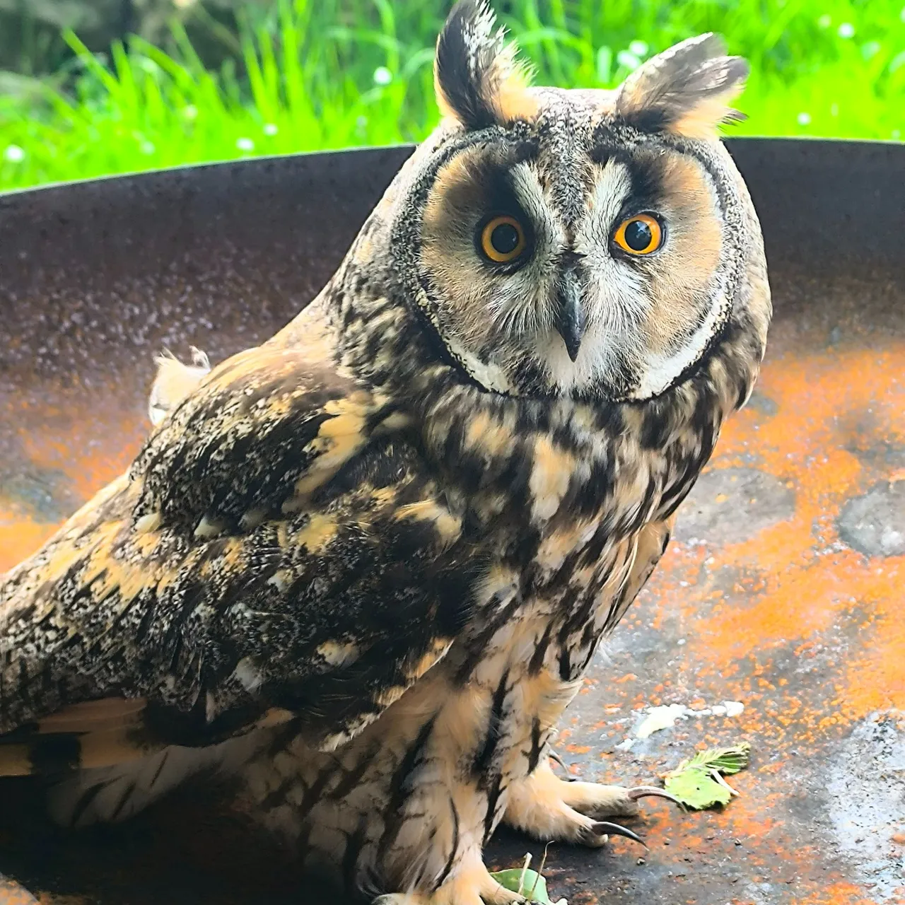 Owl flew against my fathers window