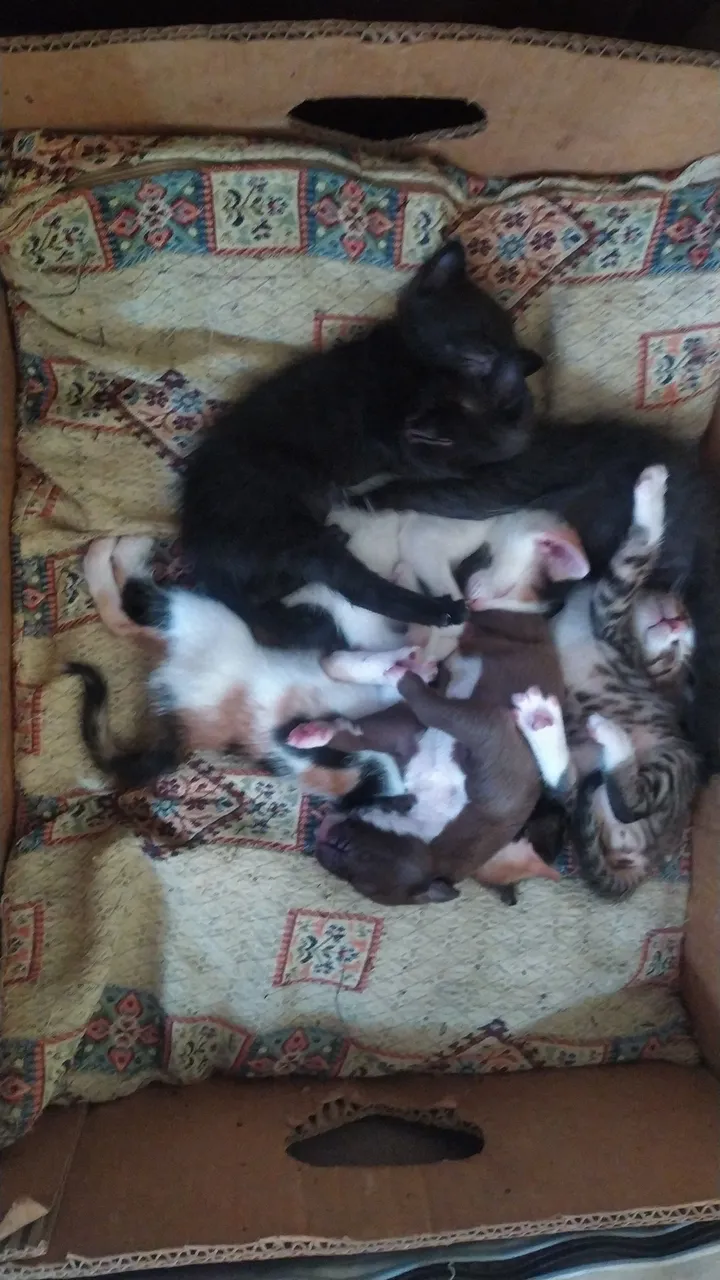 Meraviglia della natura/ Magnificence of nature