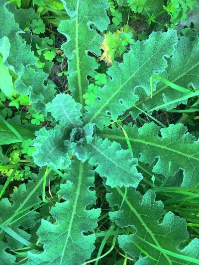 My Relationship With Medicinal Plants!