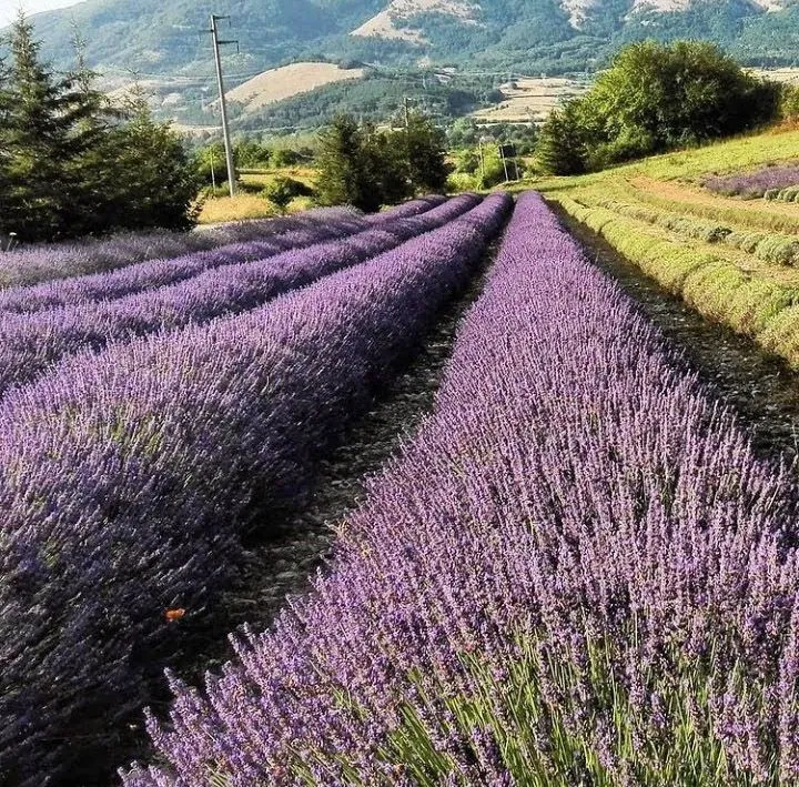Exploring lavender flowers with your kids?