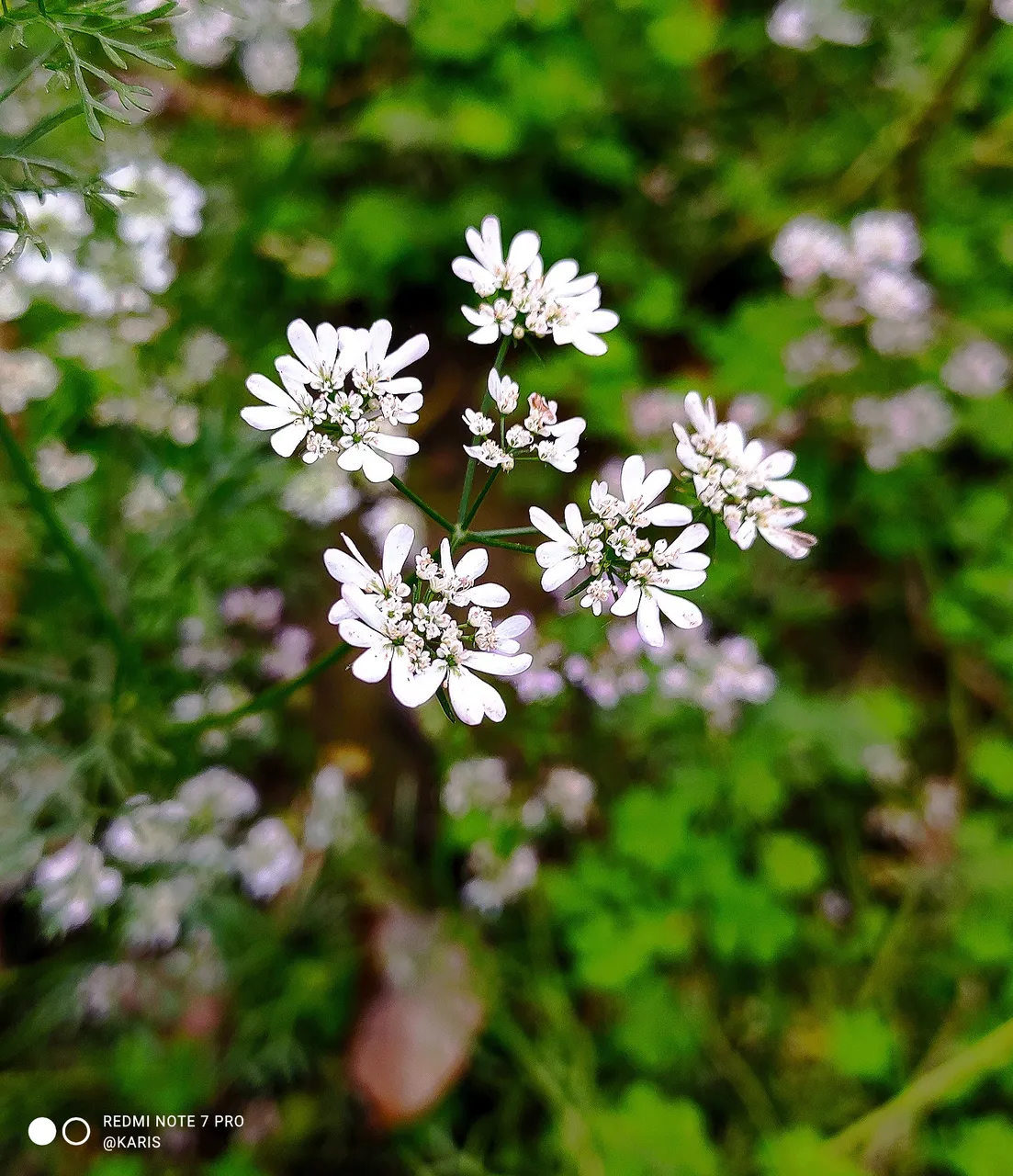Beauty Of Coriander Flower: Photography