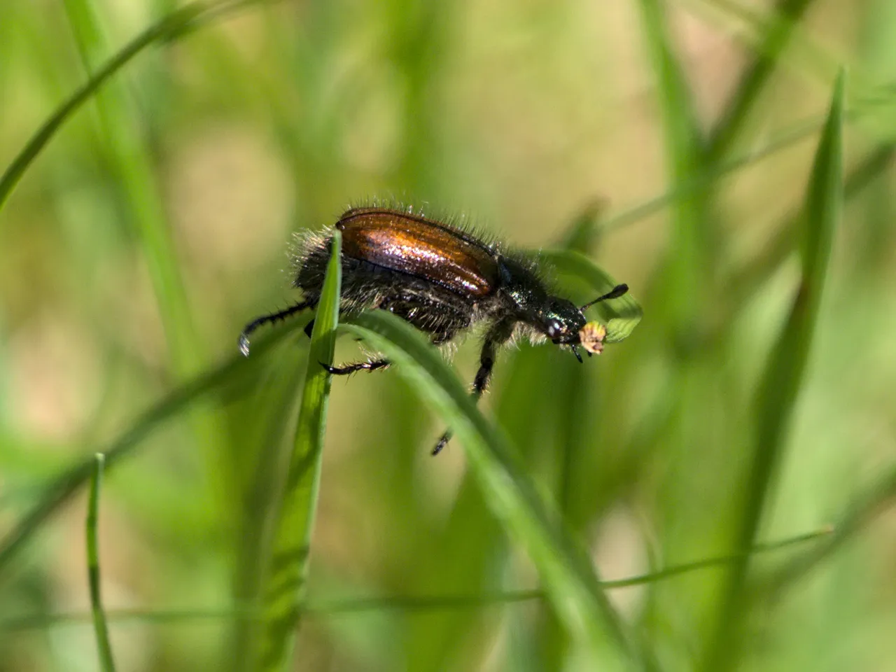 The garden chafer Phyllopertha horticola Listokaz Zahradní