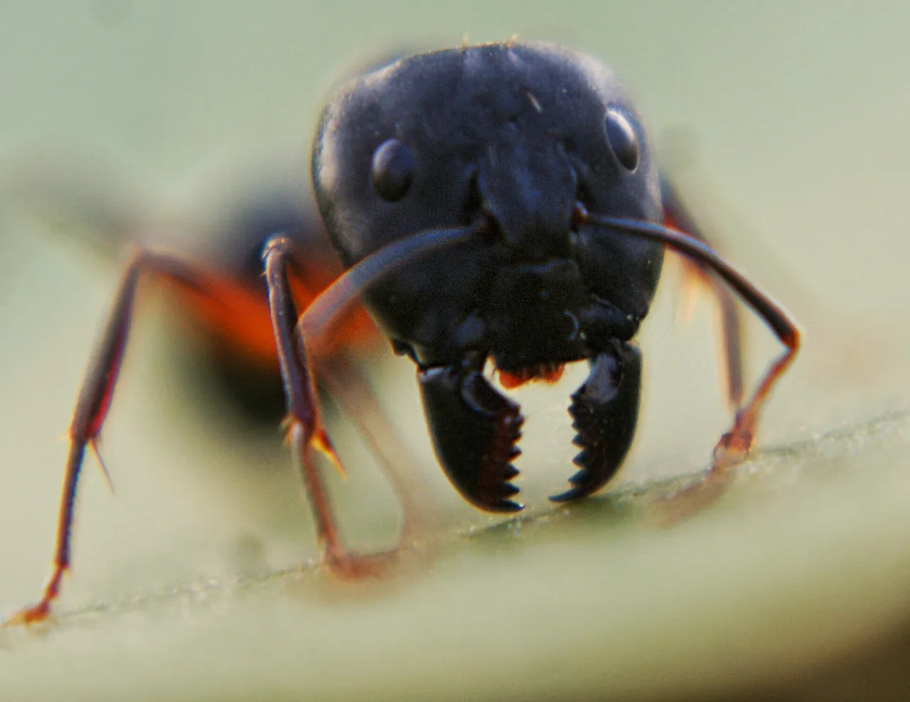 Fascinating Insects Photography - Blank Ant 🐜 🐜..