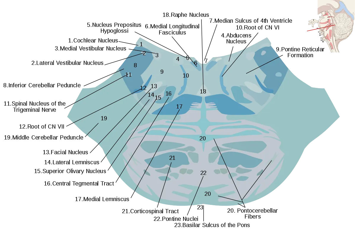 Neurology - Pontine (Pons) Anatomy and Introduction to Pontine Lesi...