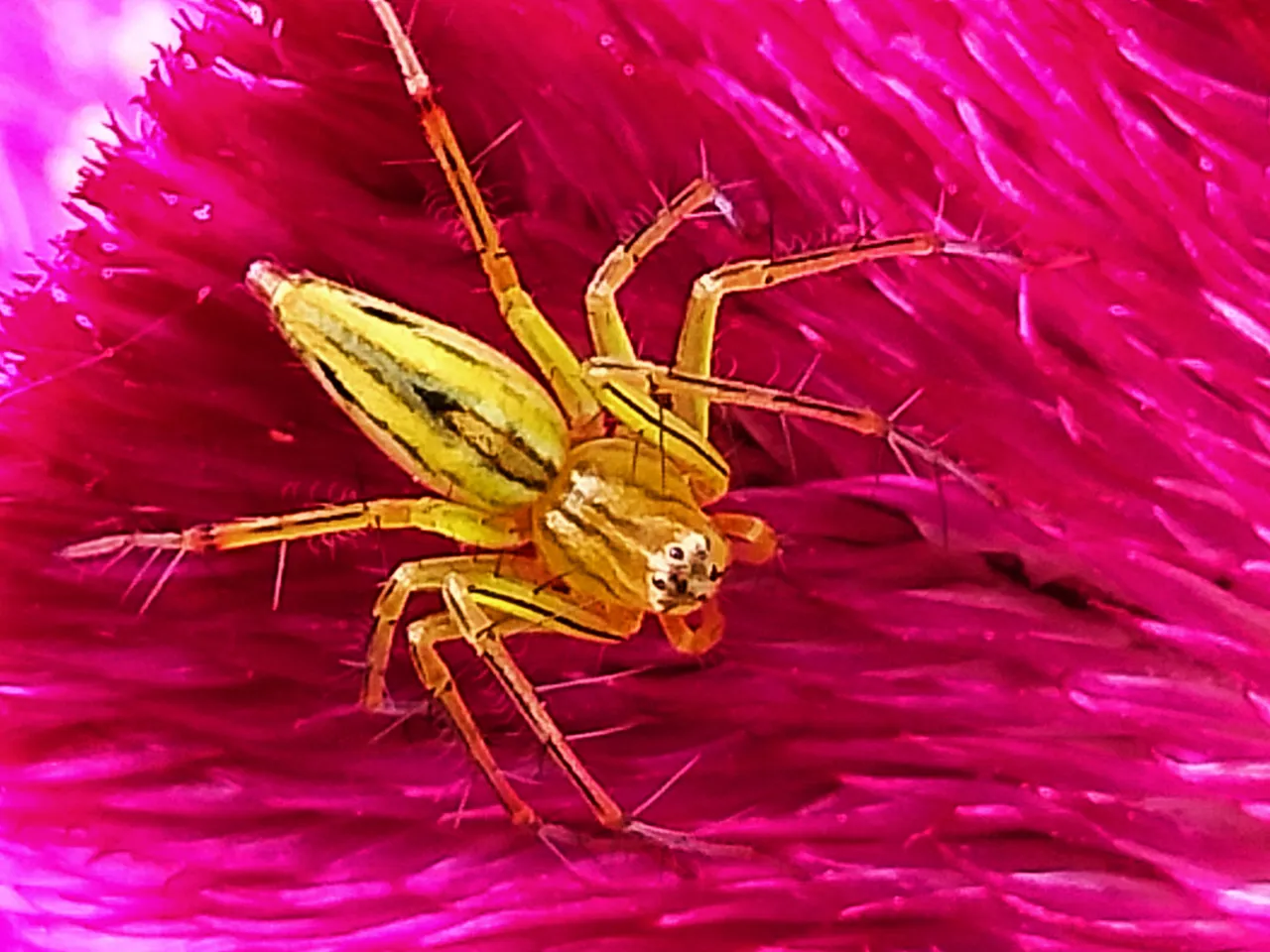 Valanga nigricornis and oxyopes salticus