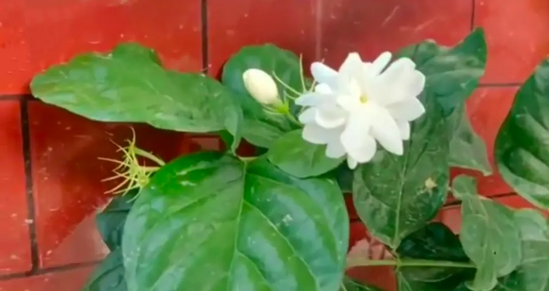 Togar flower photography