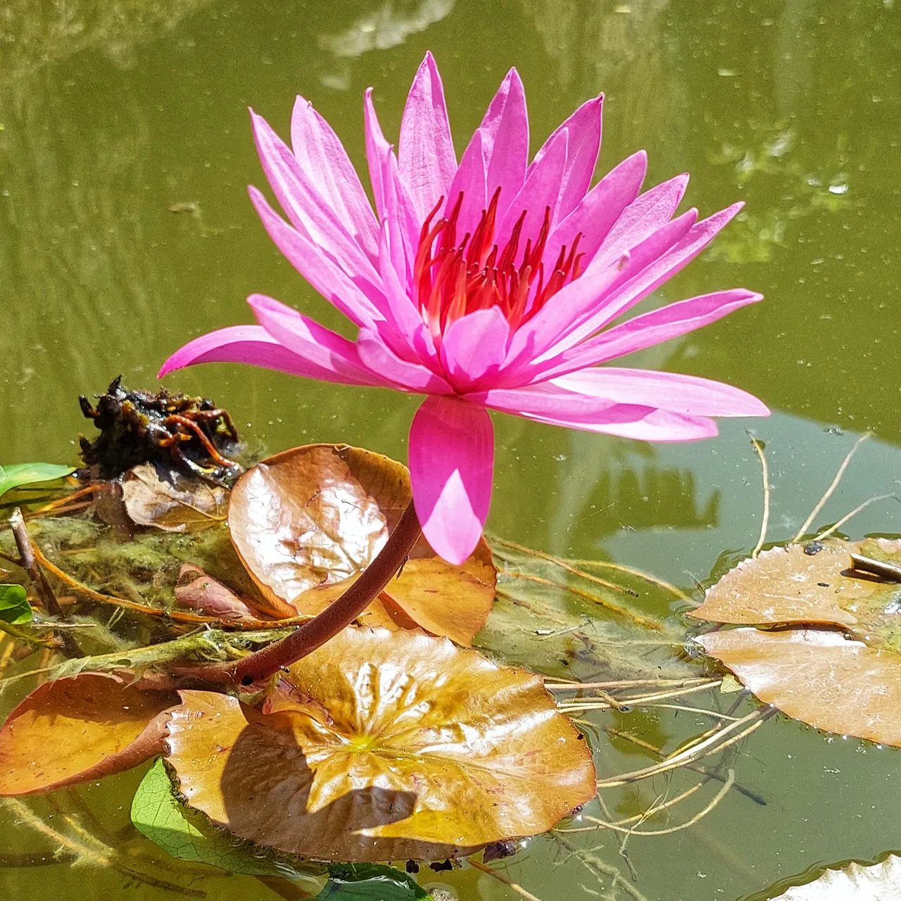 Lotus flower: Best adaptation to the environment