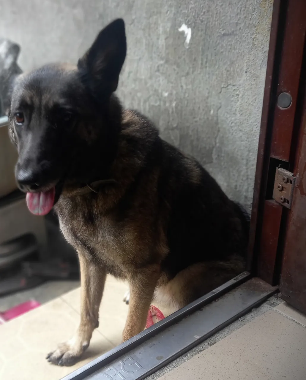 MEET CYCLONE, MY FAVOURITE WATCH DOG (ENG/ESP)