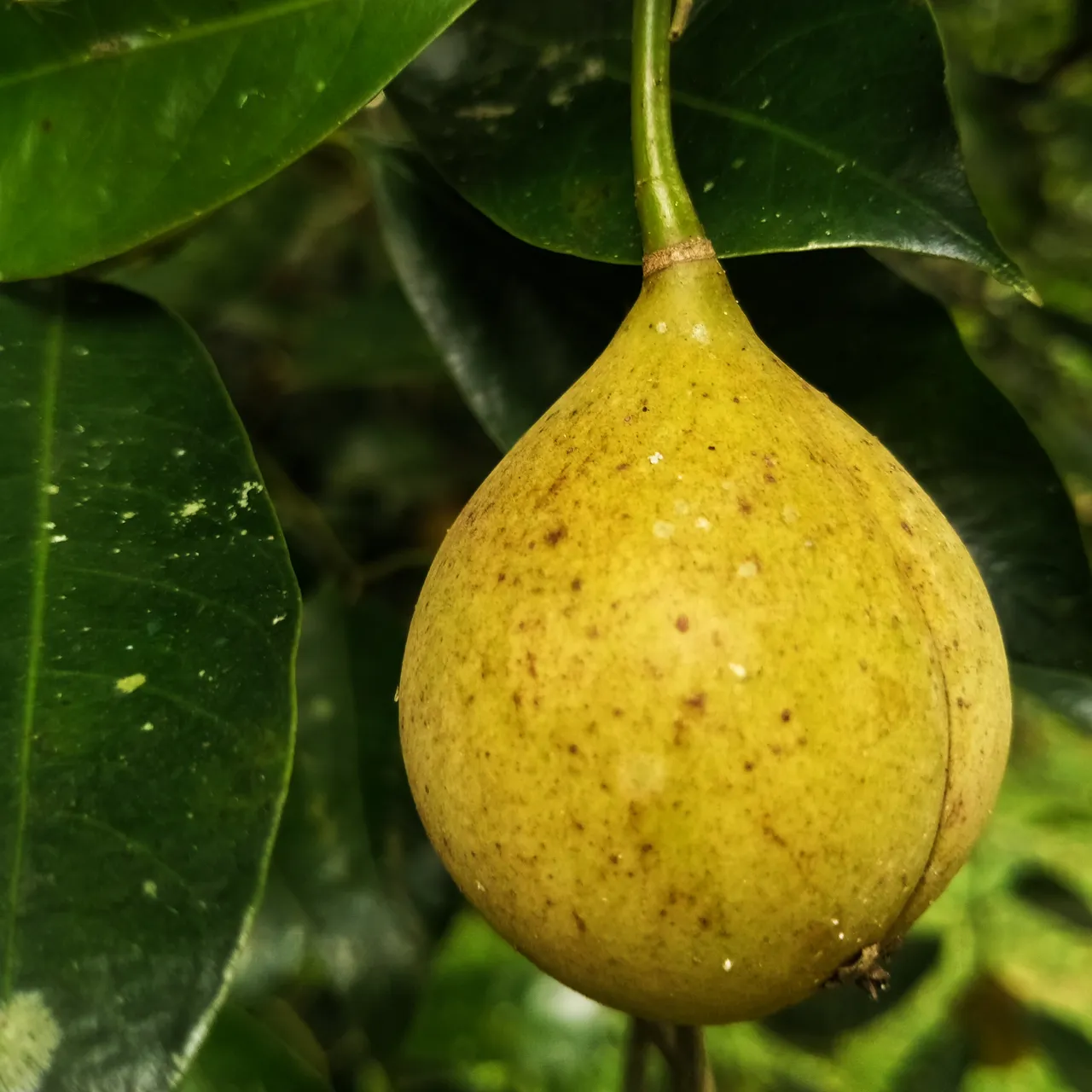 Buah pala (Myristica fragrans)