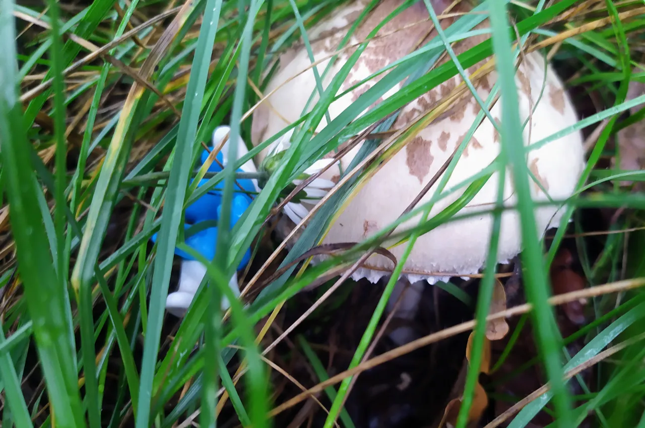 Mushrooms and Smurfs Adventures