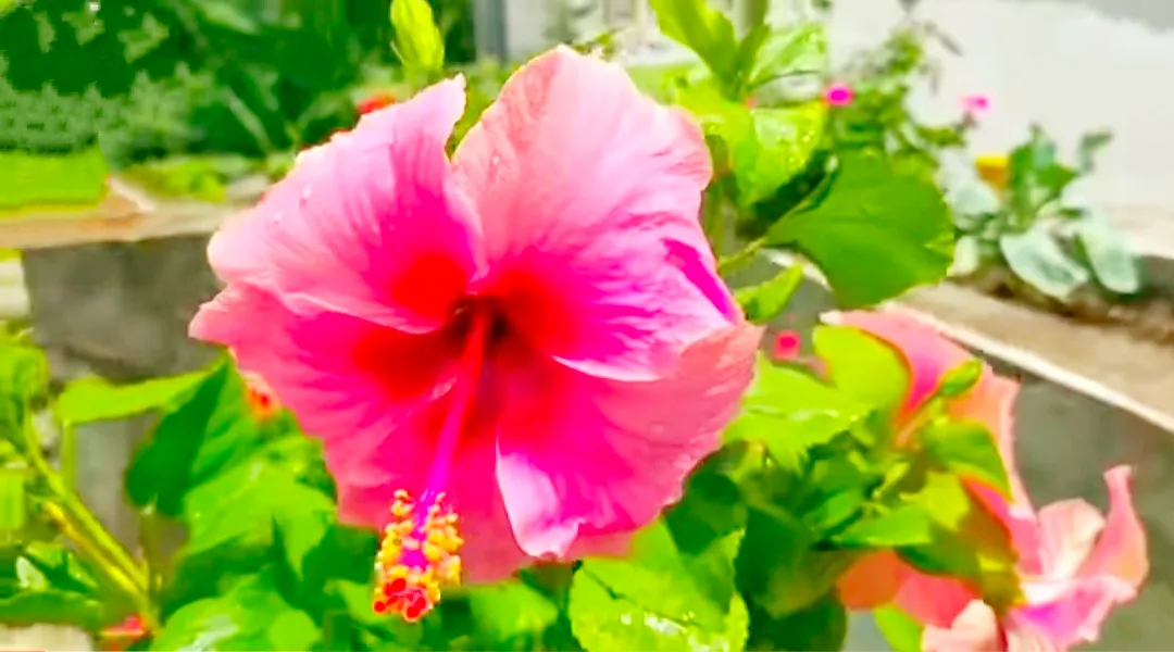 Photography of jaba flower