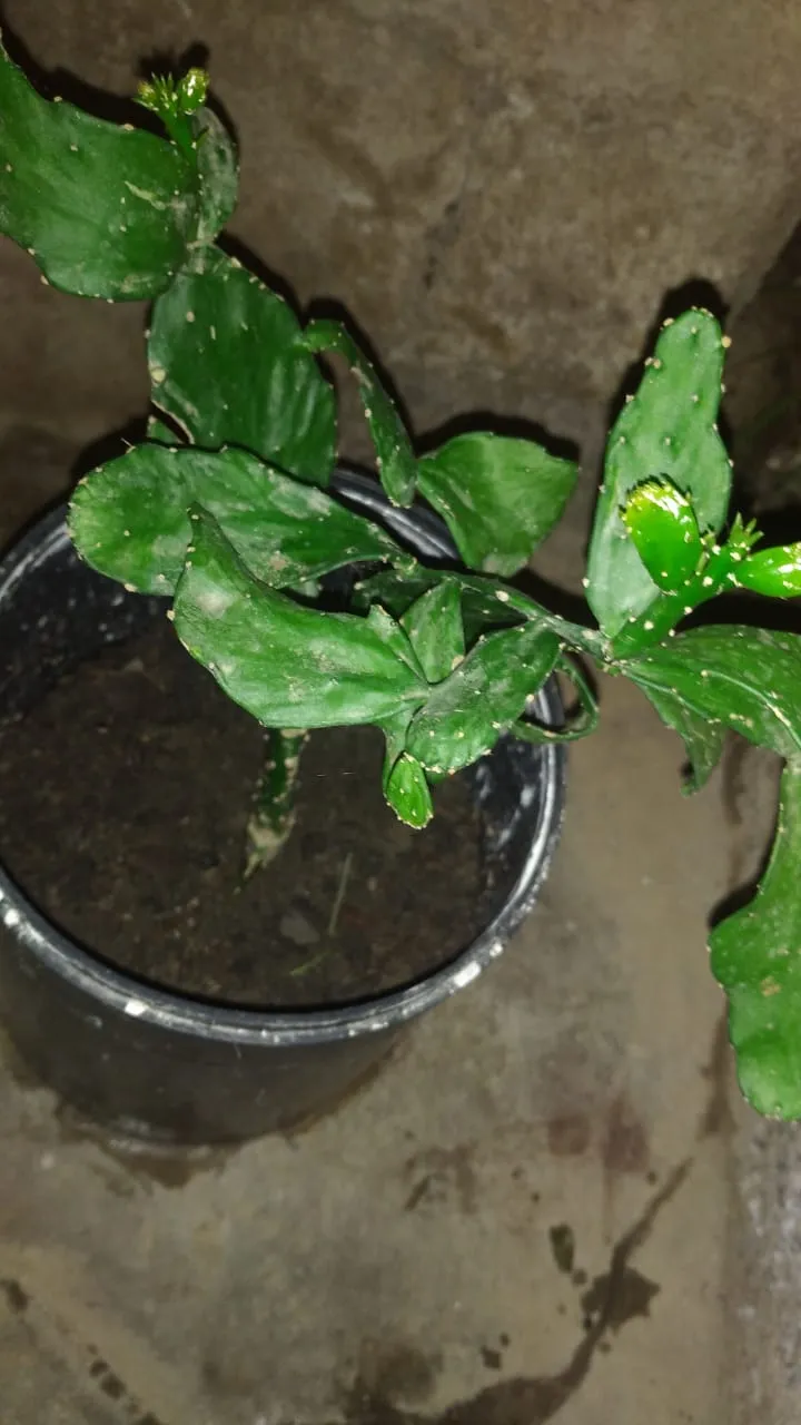 Getting to know a friend's cacti.[ Eng/Esp]