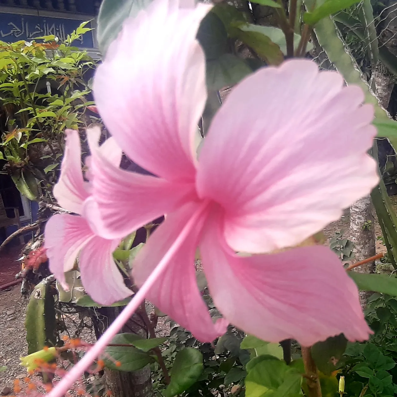 Hibiscus Flower from Aceh