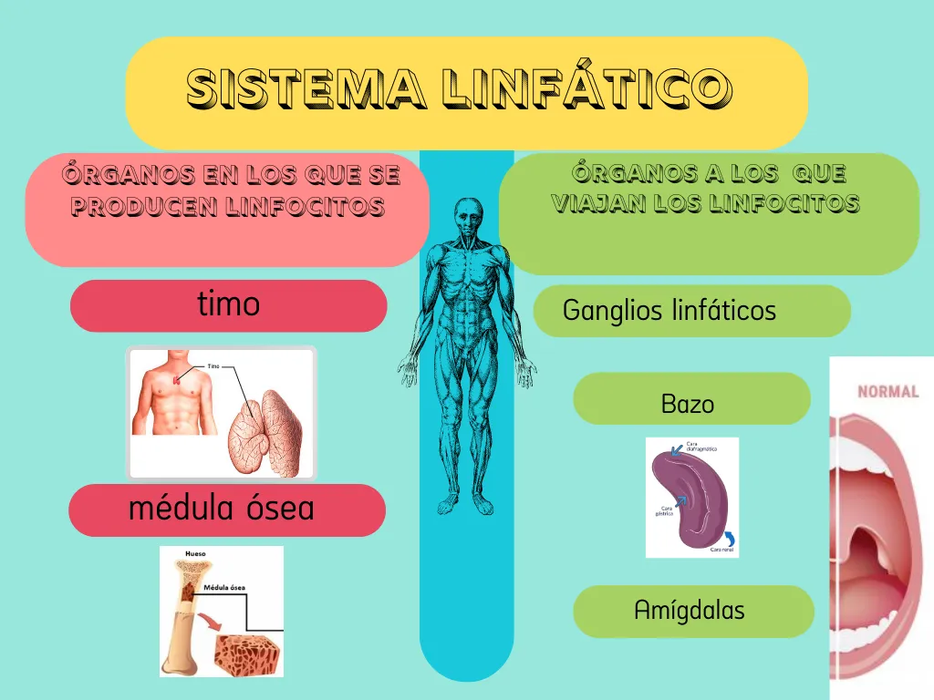 Hablemos del sensacional (y olvidado) sistema linfático /Let's talk...