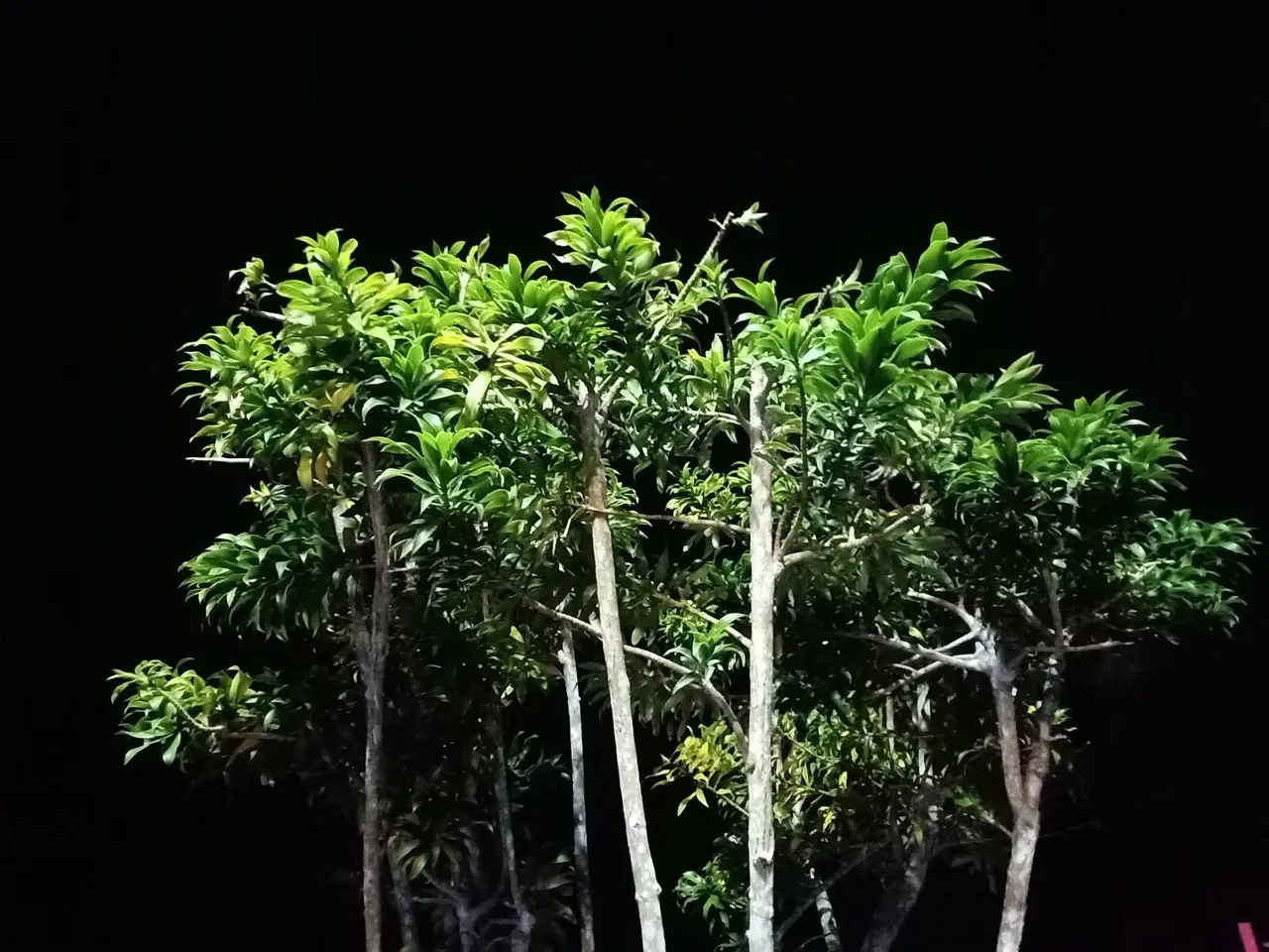Gaharu Tree