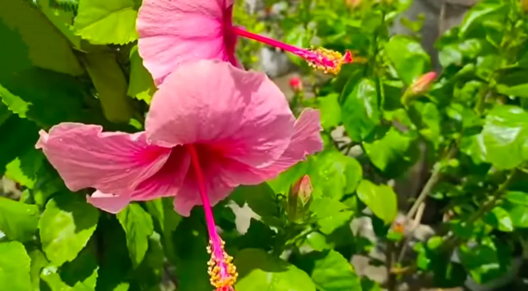 Photography of jaba flower