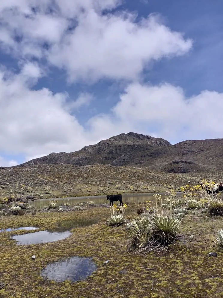 Hiking Laguna El Parche and La Pata - Mérida Vzla. // Senderismo La...