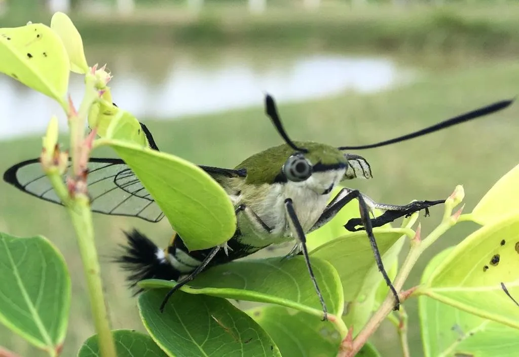 Animal Cephonodes hylas Wounds in the Wings, I Want To Treat.