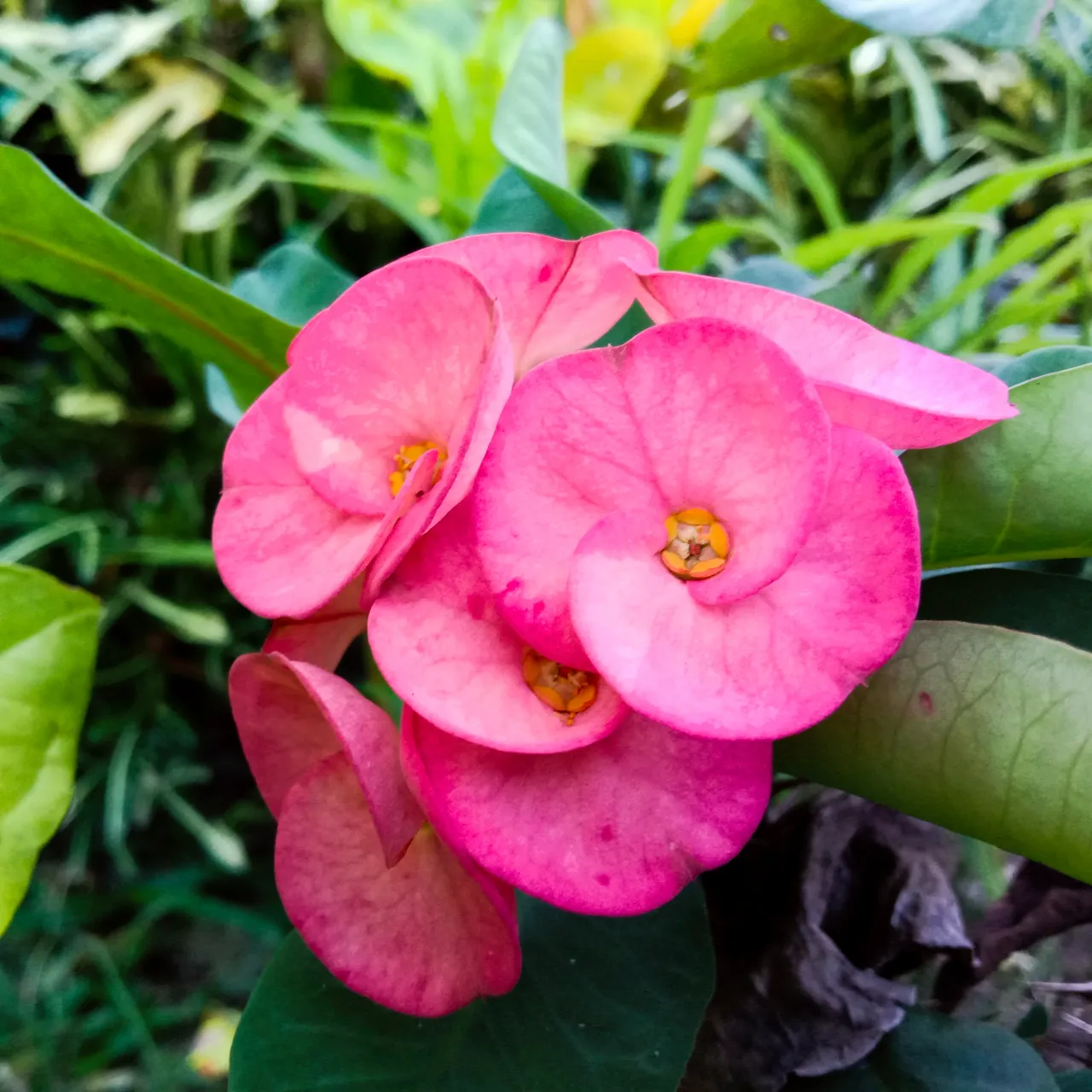 Bunga mahkota duri (Euphorbia)