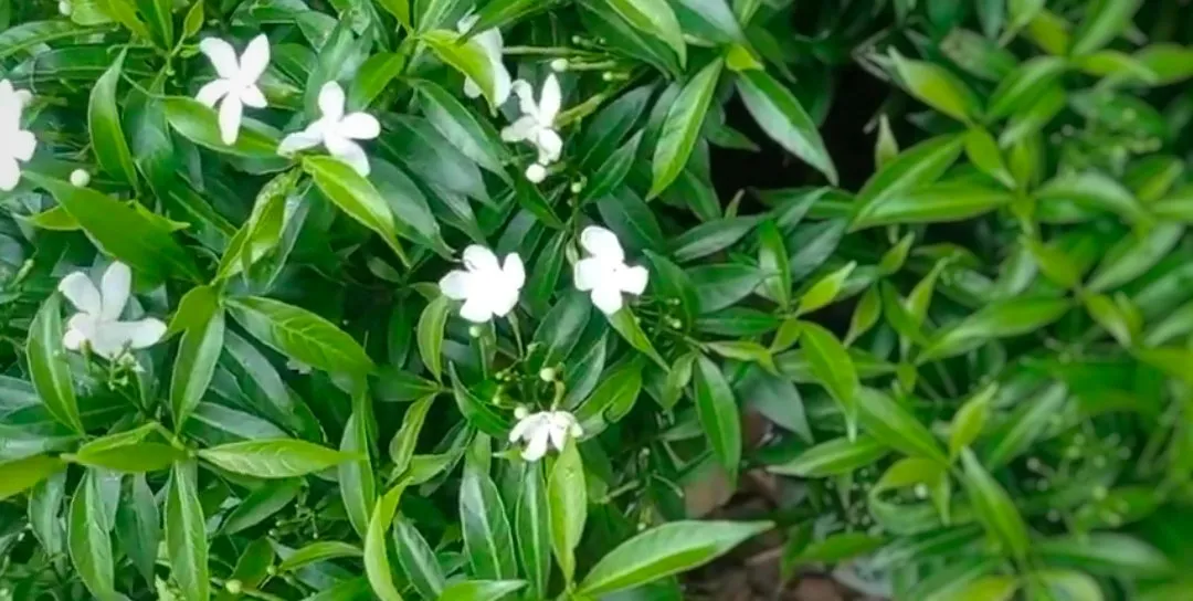 Togar flower photography