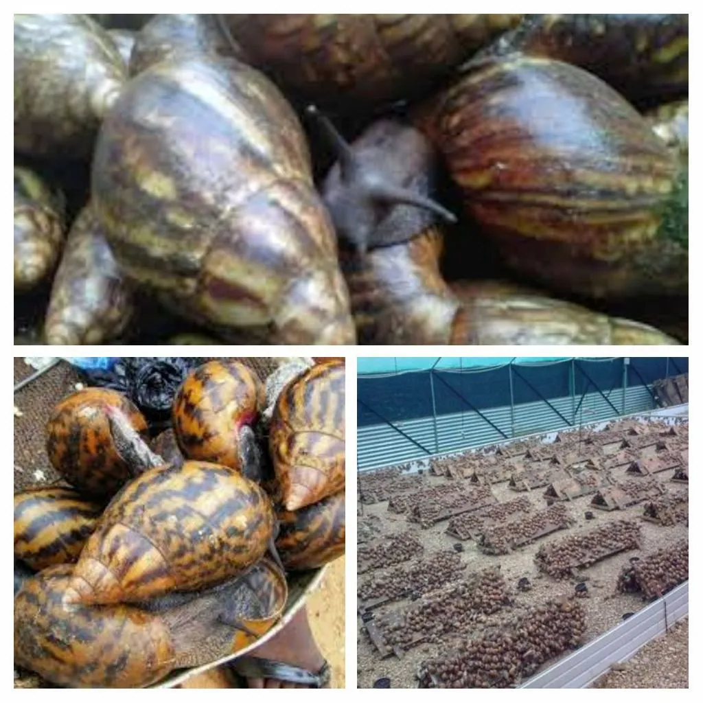 Snail snail farming business model.