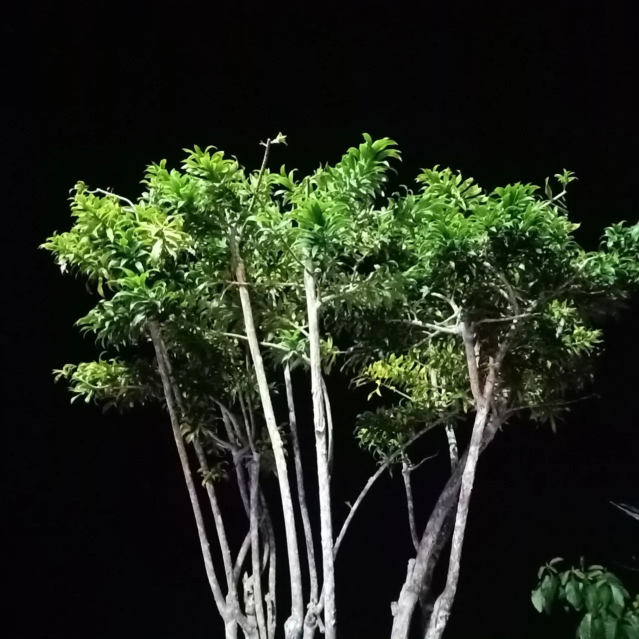 Gaharu Tree
