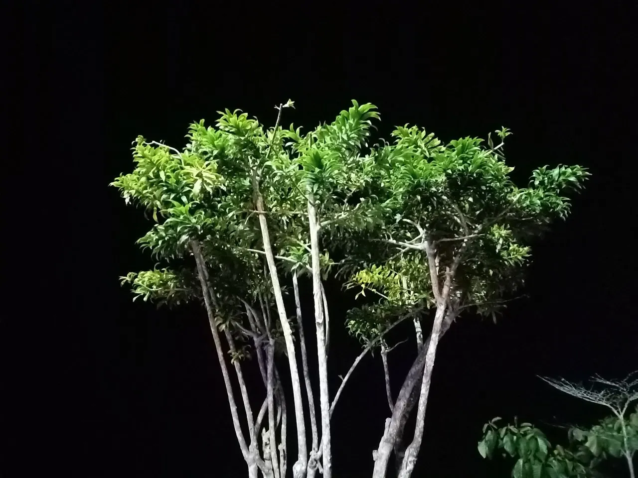 Gaharu Tree